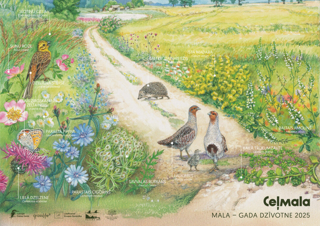 Discover the roadside! - GrassLIFE